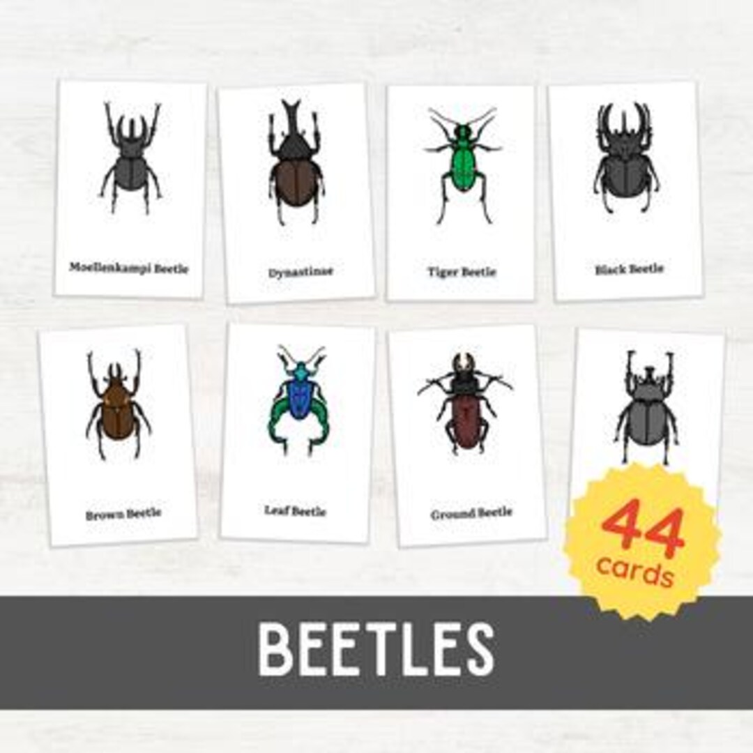 44 BEETLES Flash Cards | Entomology for Toddlers Insects Vocabulary 3 ...