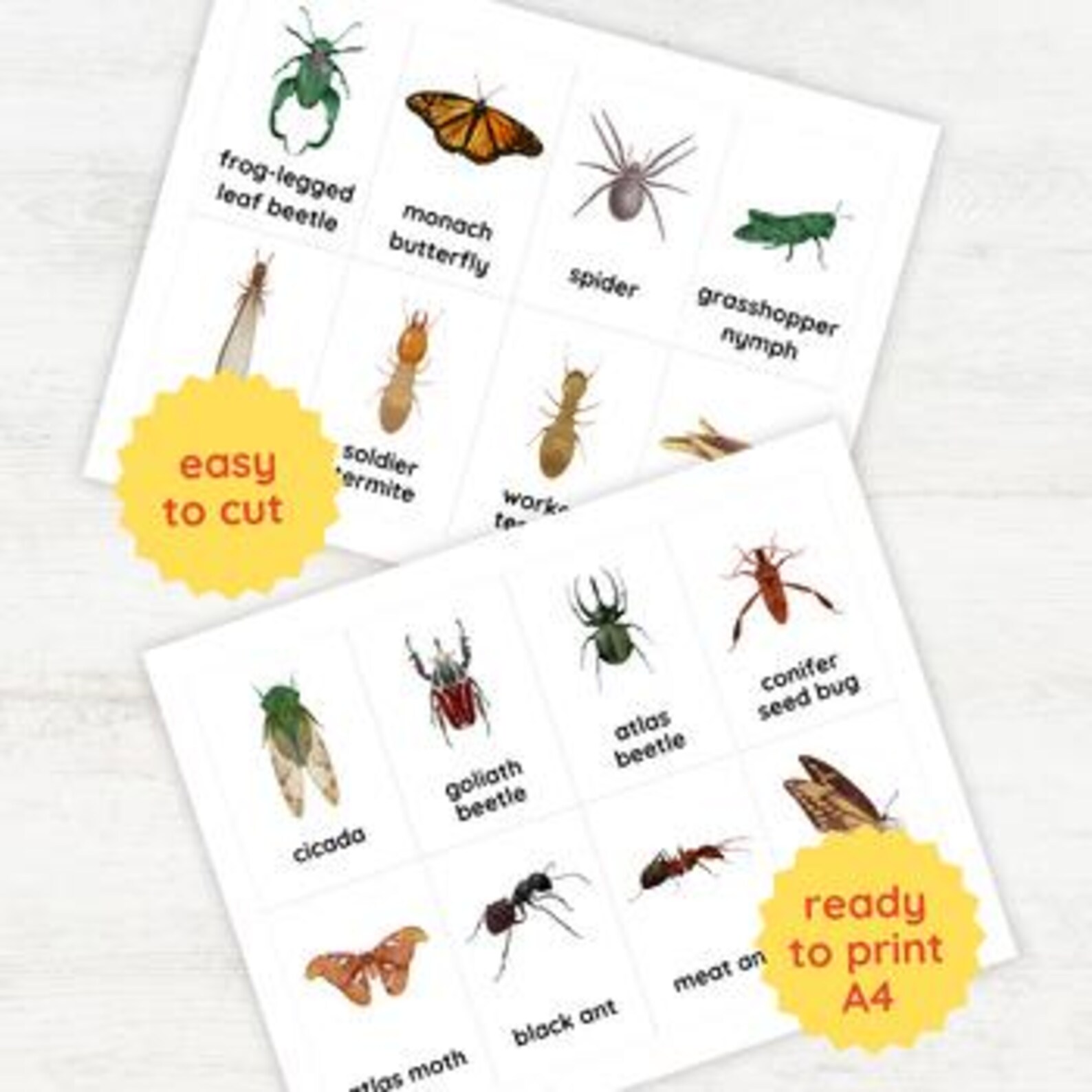 40 INSECTS Flash Cards | Entomology for Kindergarten Teacher Resources ...