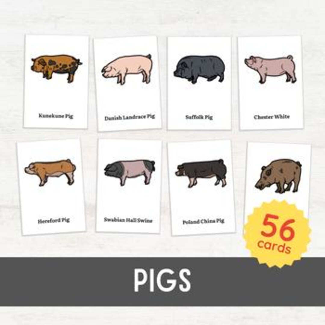 56 PIGS Flash Cards | Domestic Wild for Toddlers Mammals Vocabulary 3 ...