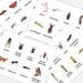 40 INSECTS Flash Cards | Entomology for Kindergarten Teacher Resources ...