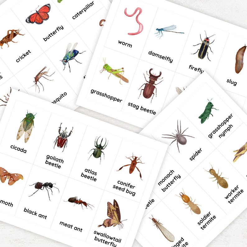 40 INSECTS Flash Cards | Entomology for Kindergarten Teacher Resources ...
