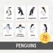 16 PENGUINS Flash Cards | Watercolor Picture Nomenclature 3 Part Cards ...