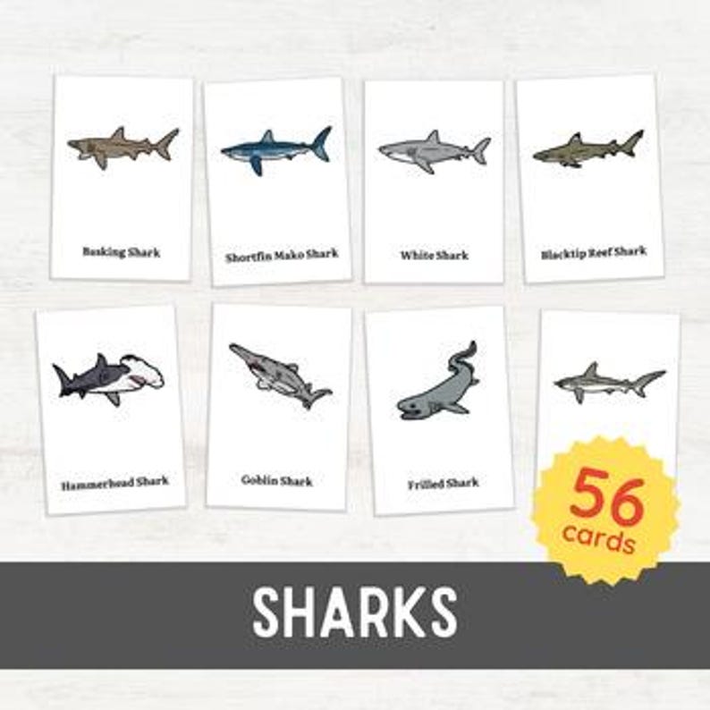 56 SHARKS Flash Cards | Ocean Life for Toddlers Marine Vocabulary 3 ...