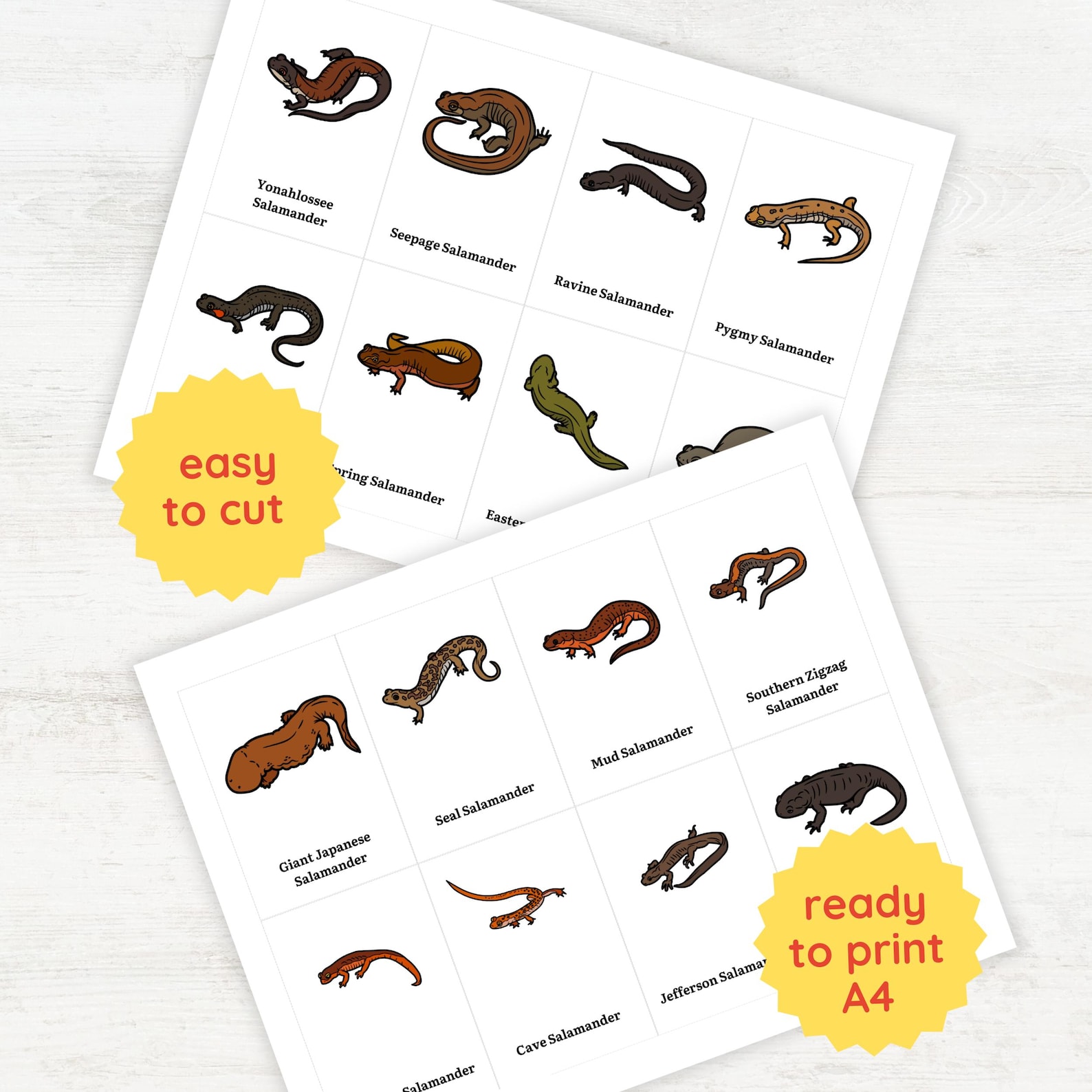 56 SALAMANDERS Flash Cards | Herpetology for Toddler Reptile Vocabulary ...