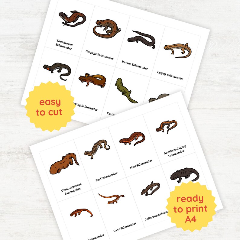 56 SALAMANDERS Flash Cards | Herpetology for Toddler Reptile Vocabulary ...