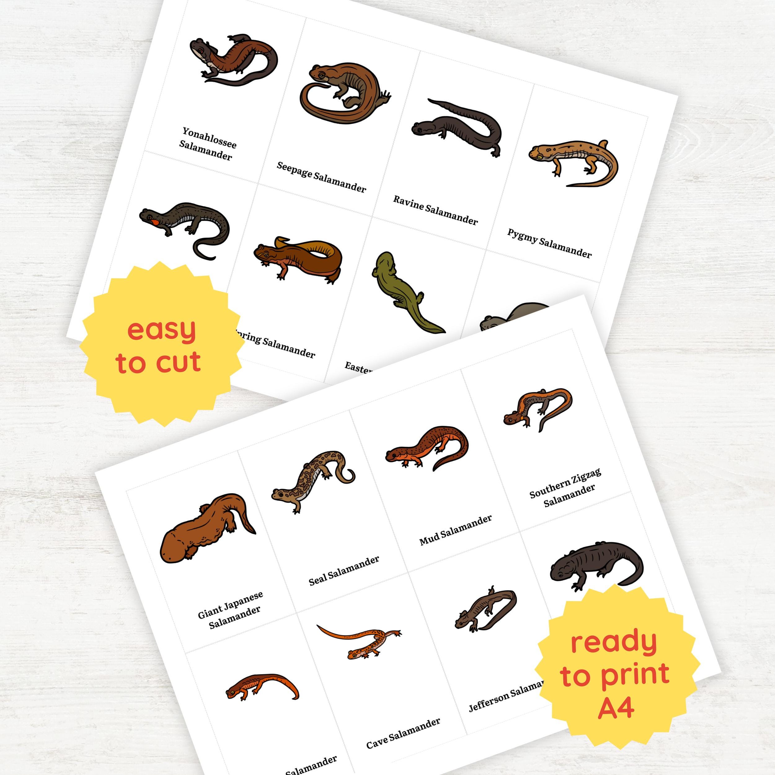 56 Salamanders Flash Cards Herpetology For Toddler Reptile Vocabulary