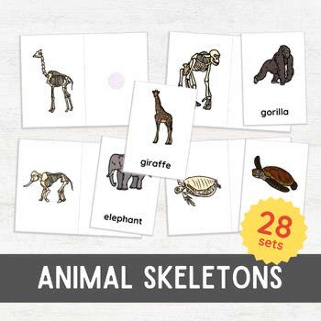 28 ANIMAL SKELETONS Matching Cards | Bones Anatomy Activity 3 Parts ...