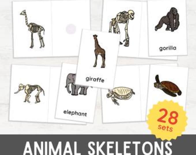 Animals Skeletons X-ray Matching Flash Cards | a Set of 24 Cards to ...