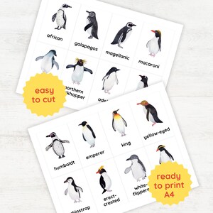 16 PENGUINS Flash Cards | Watercolor Picture Nomenclature 3 Part Cards ...