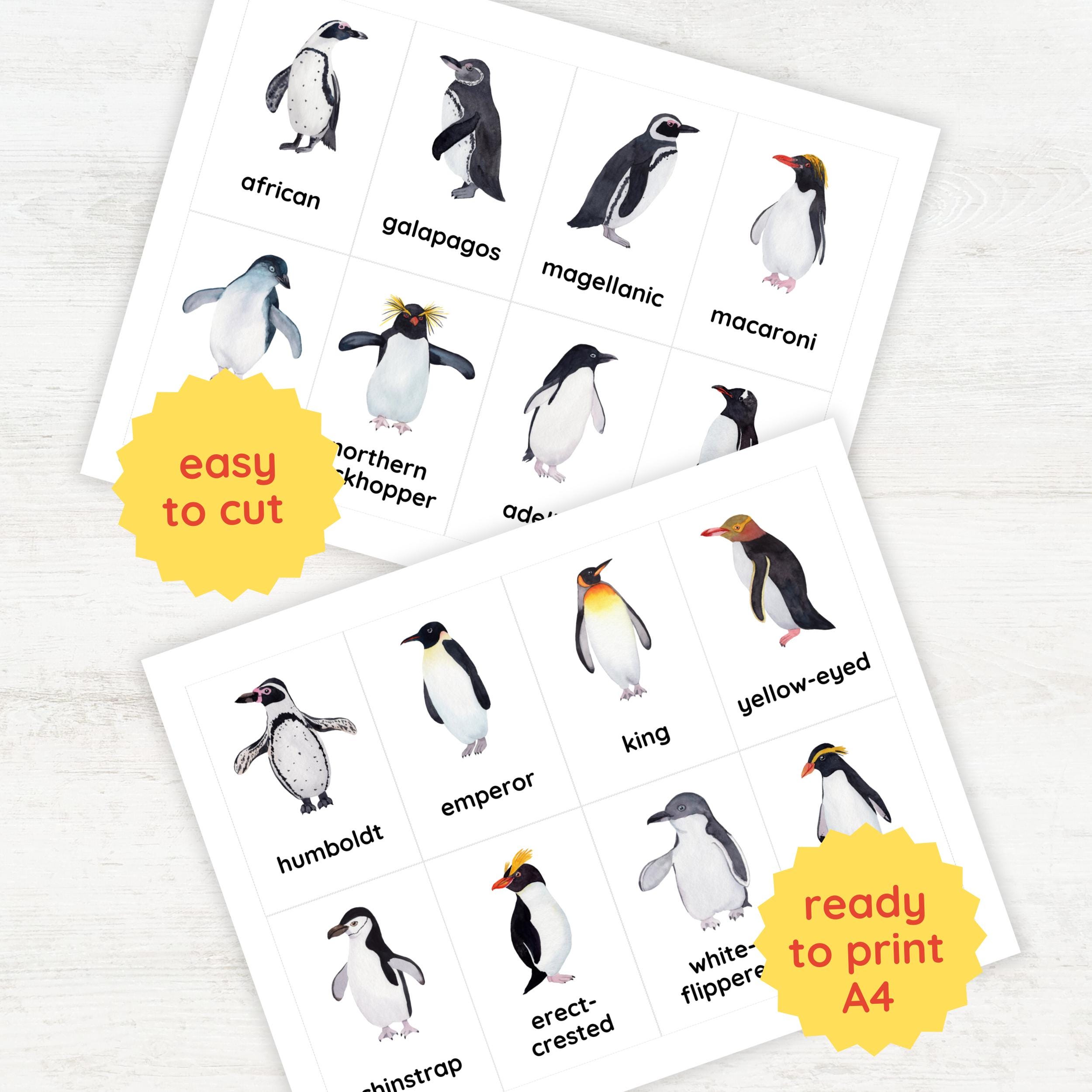 16 PENGUINS Flash Cards | Watercolor Picture Nomenclature 3 Part Cards ...