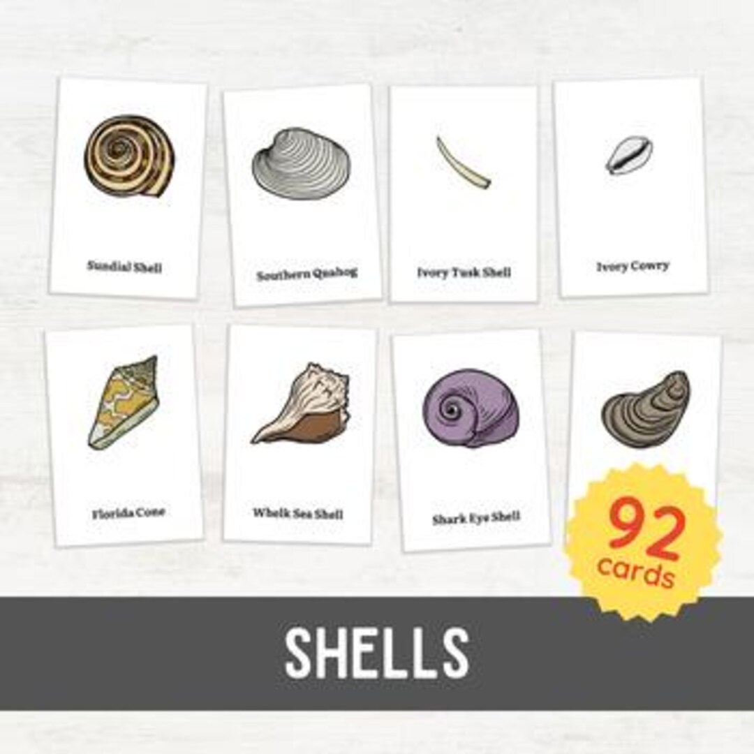 92 SHELLS Flash Cards | Mollusca for Toddler Invertebrate Vocabulary 3 ...