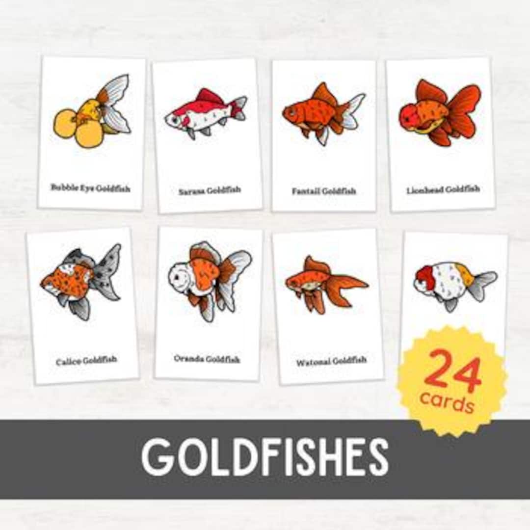 24 GOLDFISHES Flash Cards | Aquarium Fish for Toddlers Vocabulary 3 ...