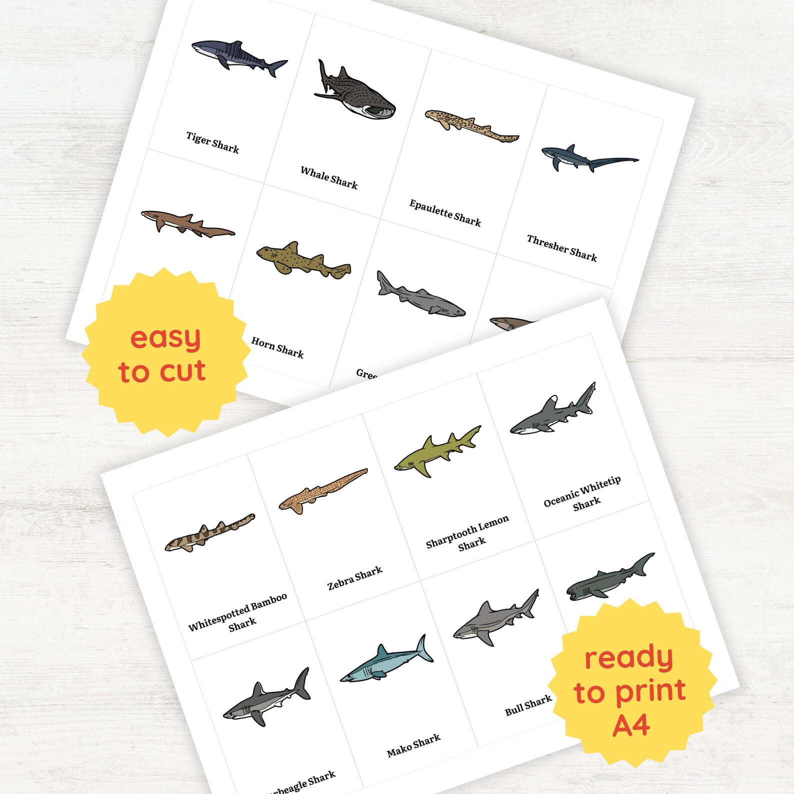 56 SHARKS Flash Cards | Ocean Life for Toddlers Marine Vocabulary 3 ...