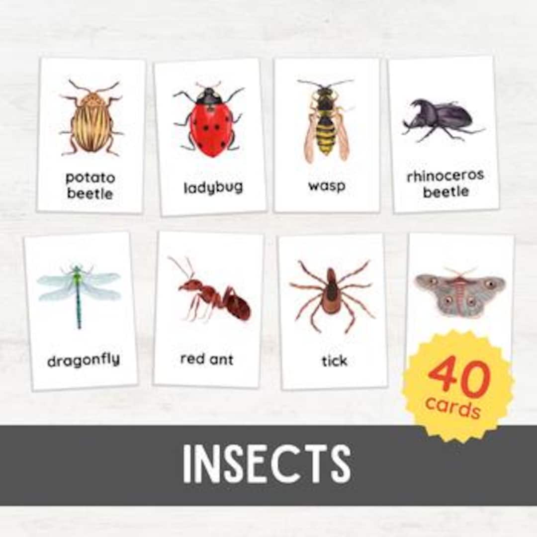 40 INSECTS Flash Cards | Entomology for Kindergarten Teacher Resources ...