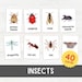 40 INSECTS Flash Cards | Entomology for Kindergarten Teacher Resources ...