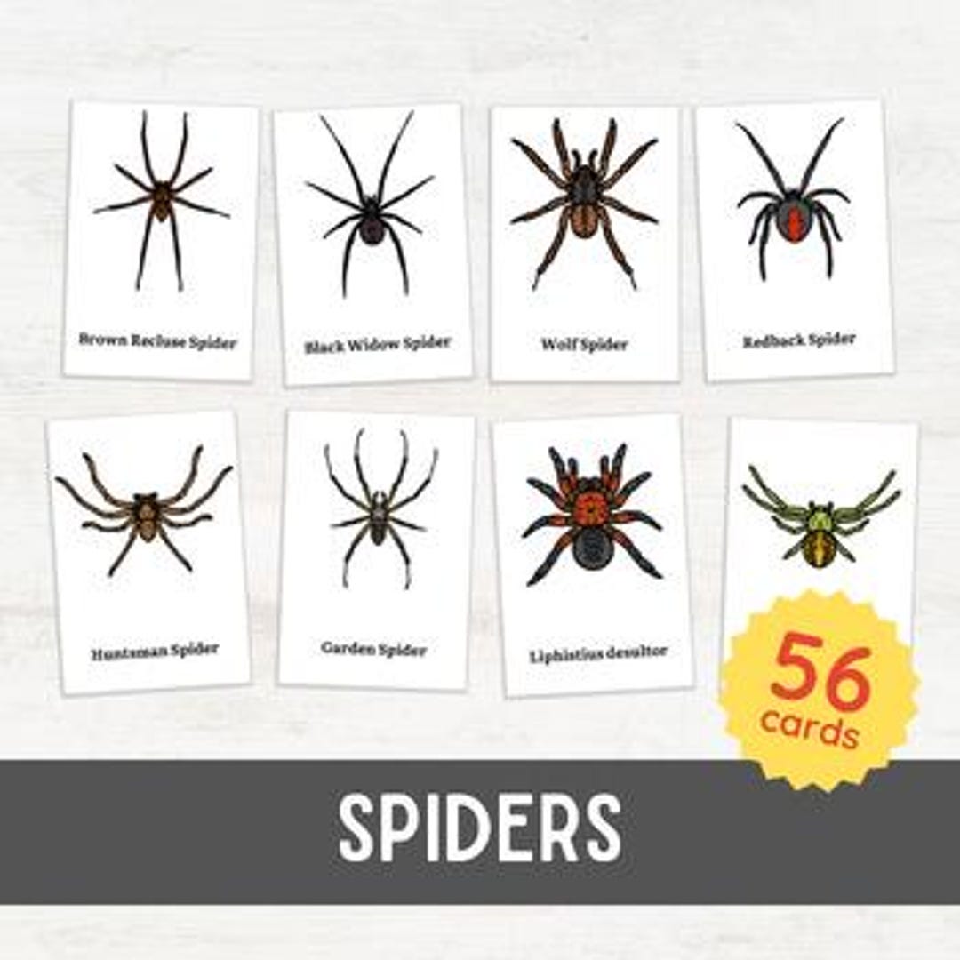 56 SPIDERS Flash Cards | Arachnology for Early Learning Nature Study 3 ...