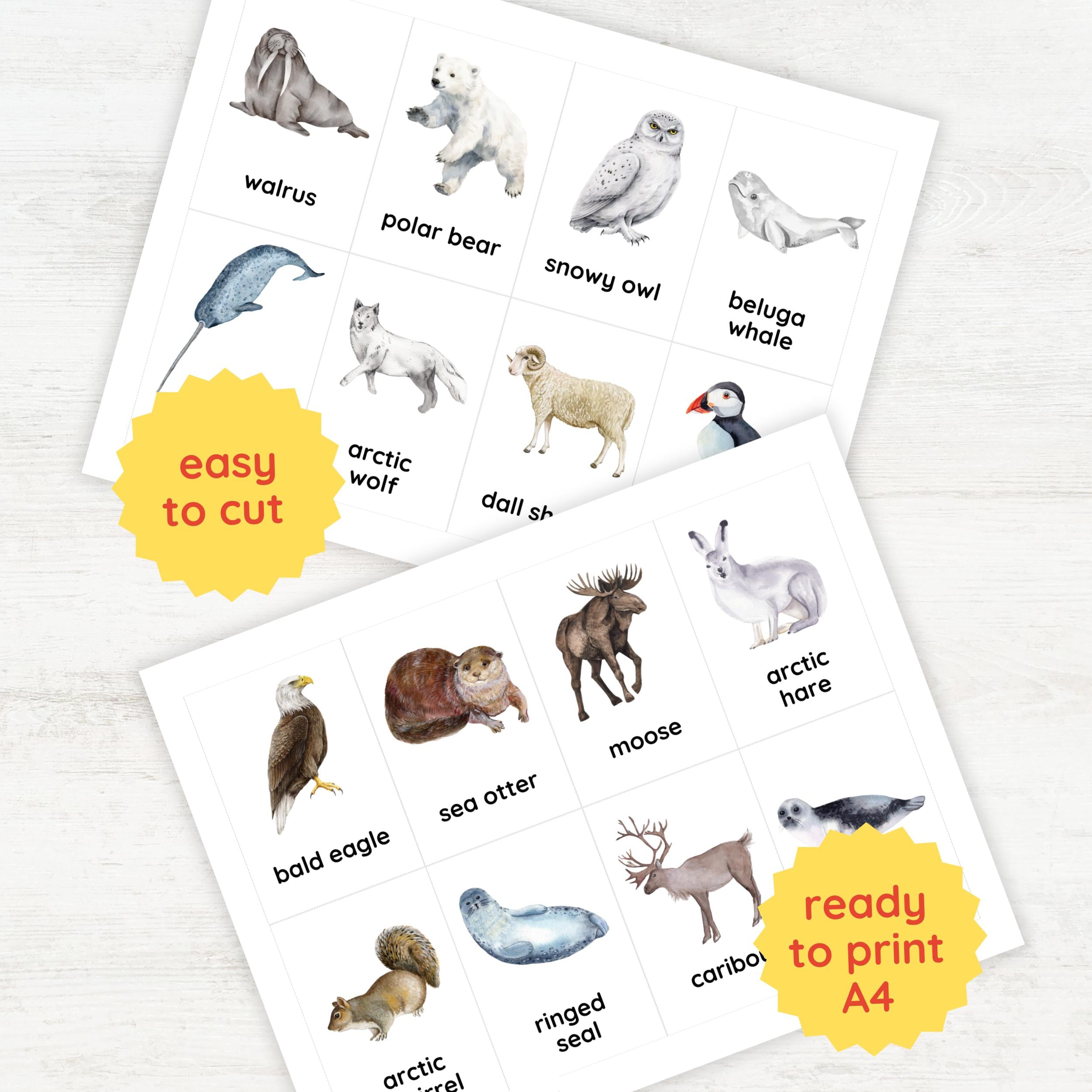 24 ARCTIC ANIMALS Flash Cards | Polar Winter Activities 3 Part for ...