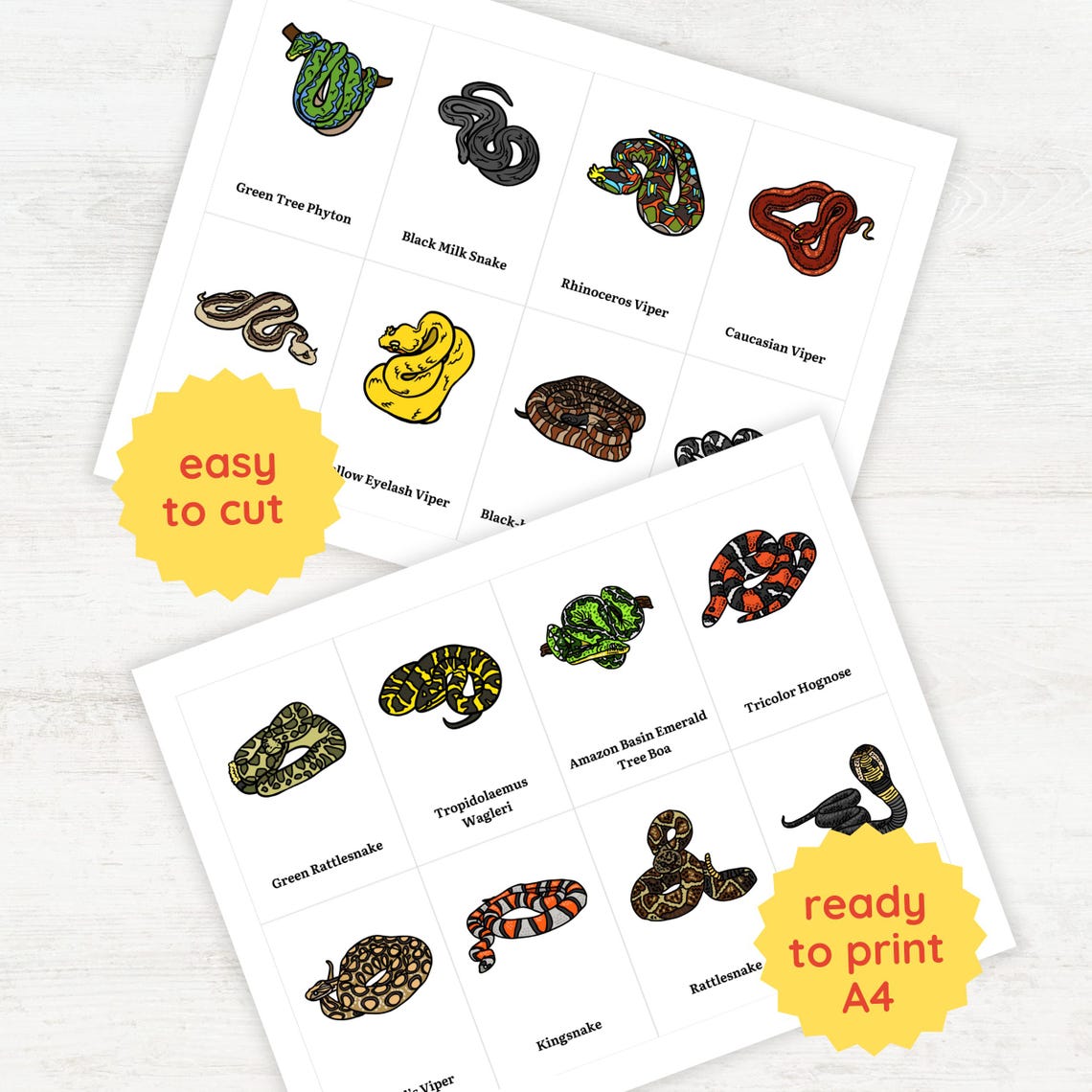 24 SNAKES Flash Cards | Herpetology for Toddler Reptile Vocabulary 3 ...