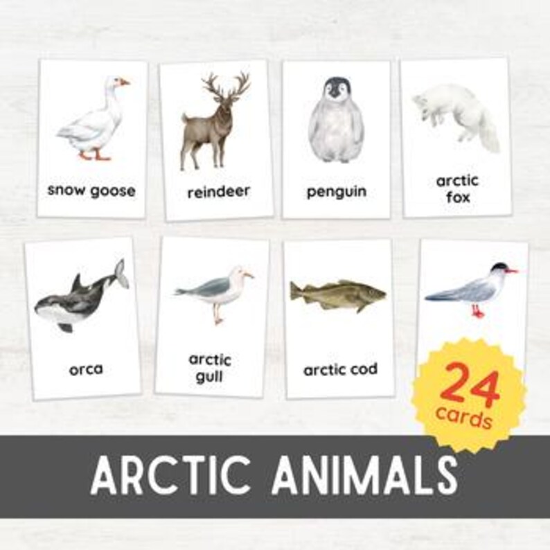 24 ARCTIC ANIMALS Flash Cards | Polar Winter Activities 3 Part for ...