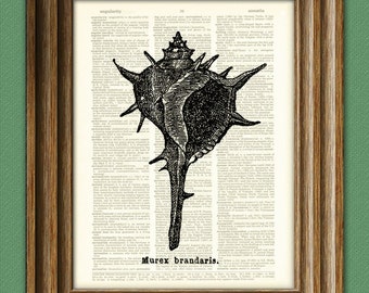 Conch shell art | Etsy