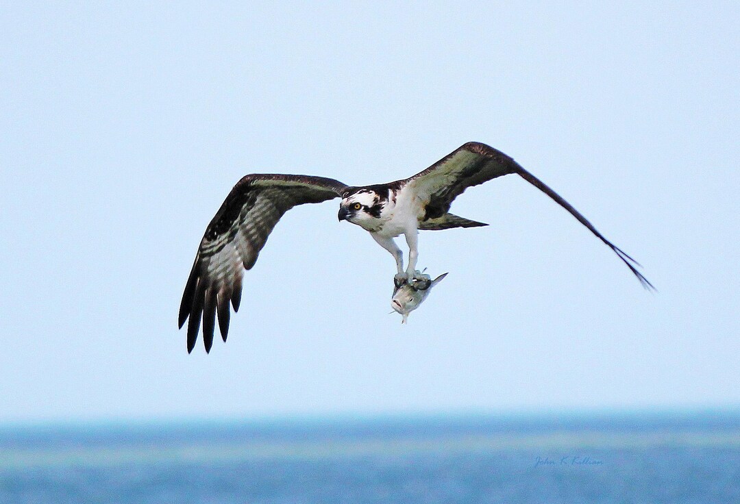 Osprey. Catch of the Day. Glass Print. - Etsy
