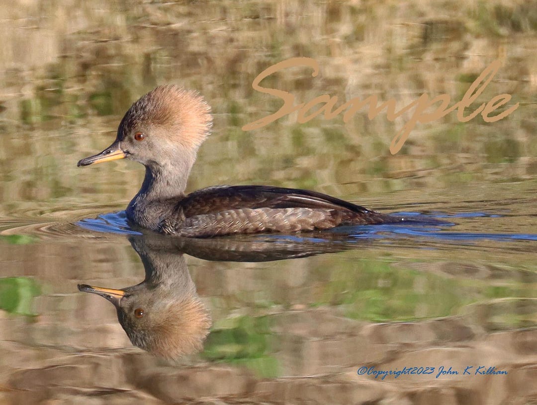 Hooded Merganser - Etsy