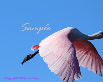 Roseate Spoonbill Crochet Pattern - Etsy