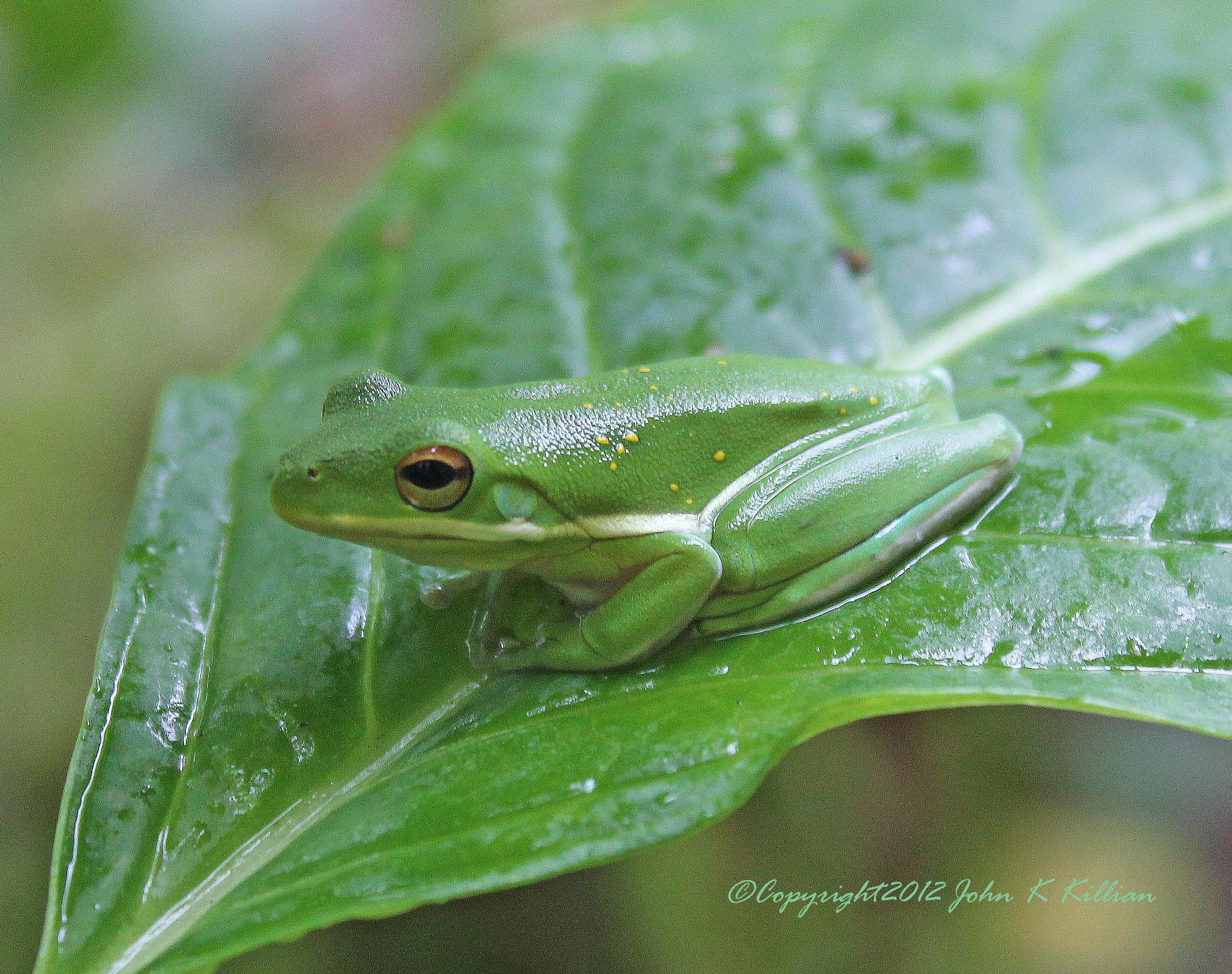 American Tree Frog - Etsy