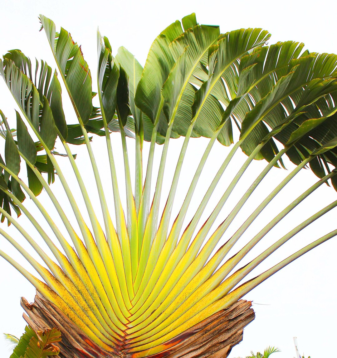 Palmfan Photographed in Guadaloupe, France. Very Exotic Looking Pattern ...