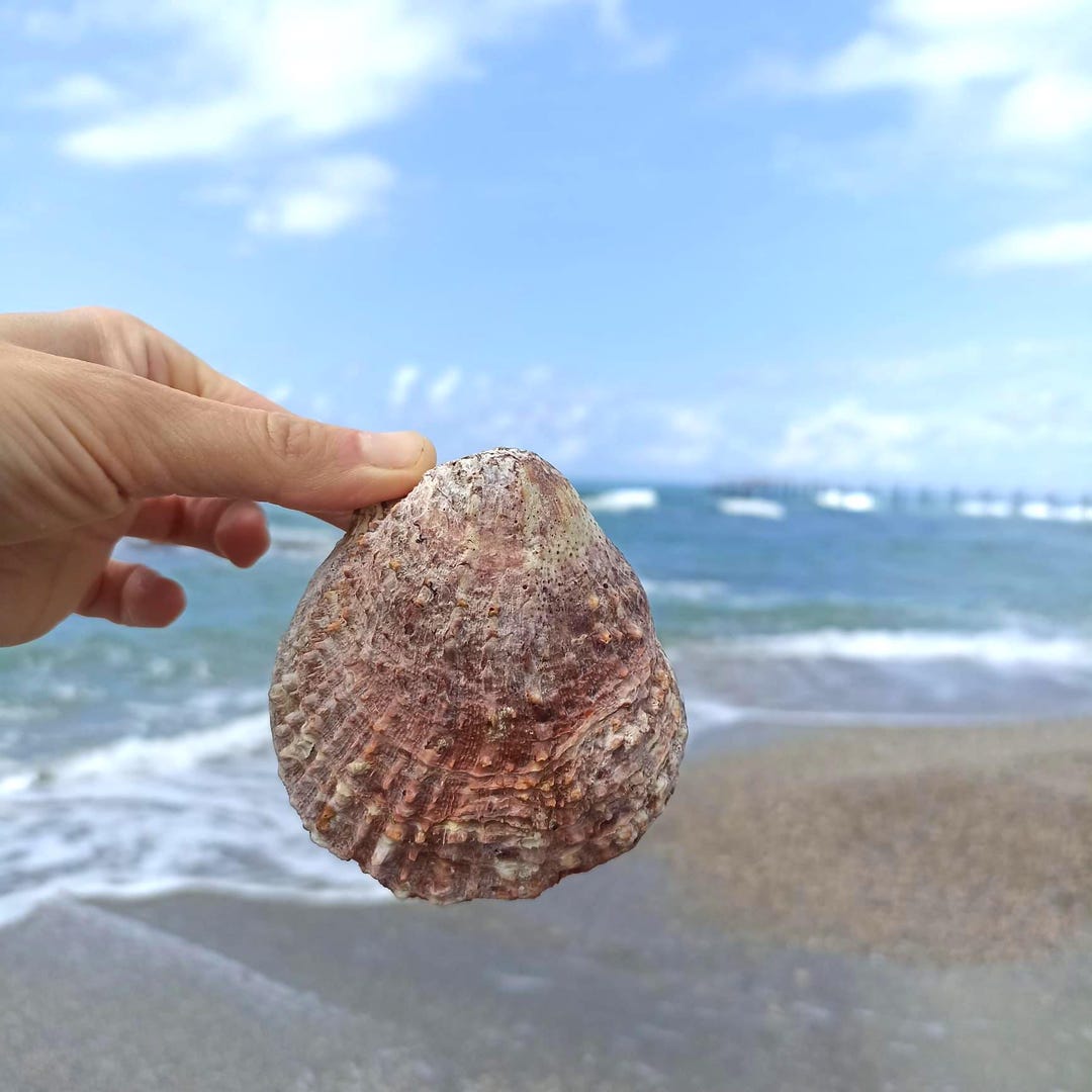 Large Seashell, Beautiful Large Shell, Snail Shell Home Decoration ...