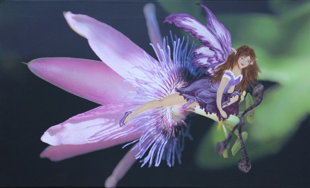 Passionflower Fairy Queen Framed Art/acrylic Enhanced Photograph Print ...