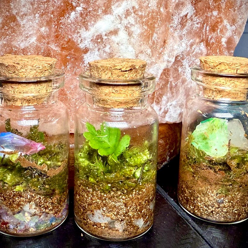 Mini Terrarium - Etsy