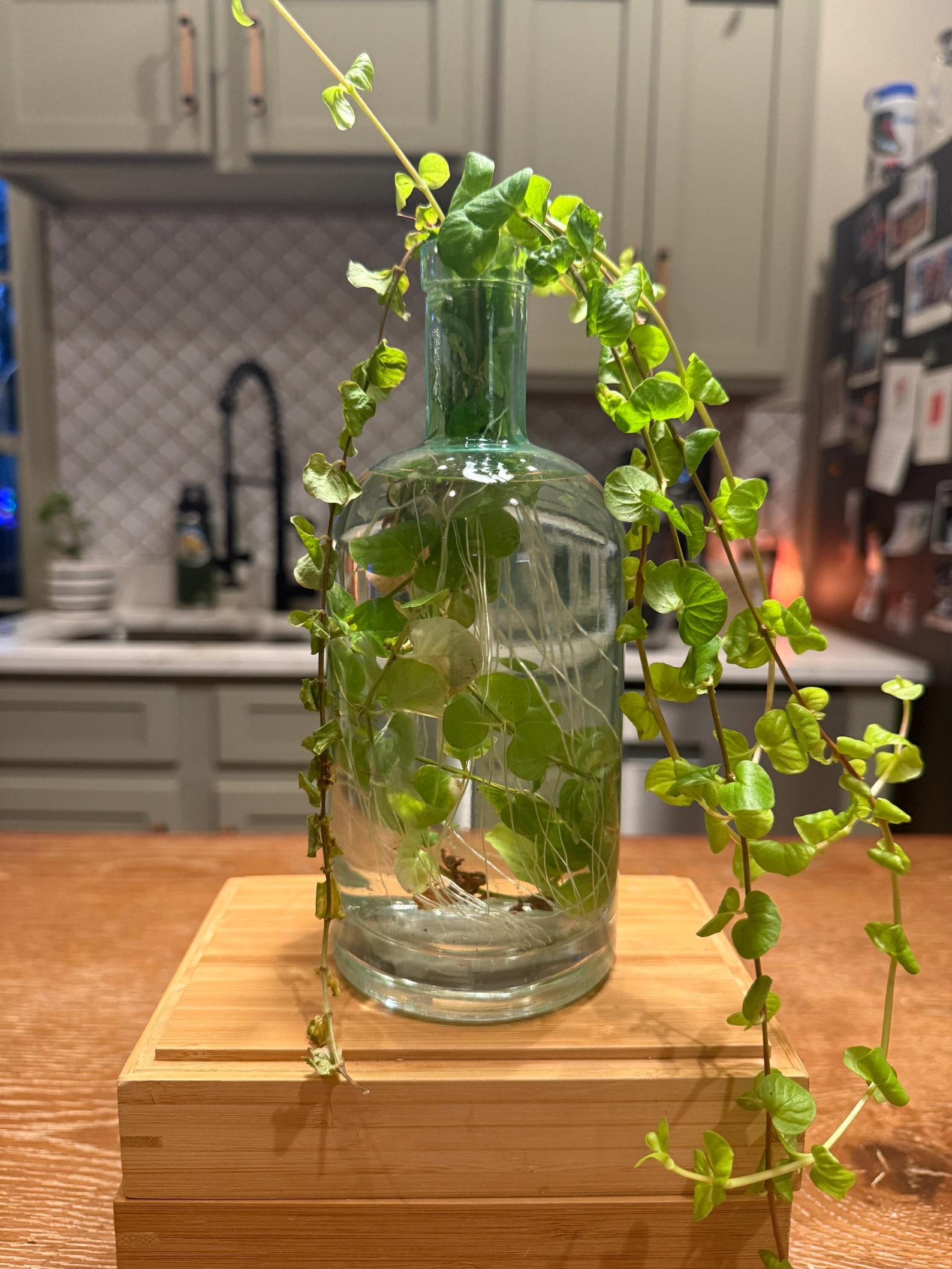 Eco-friendly Recycled Glass Hydroponic Propagation Vase – Customizable ...