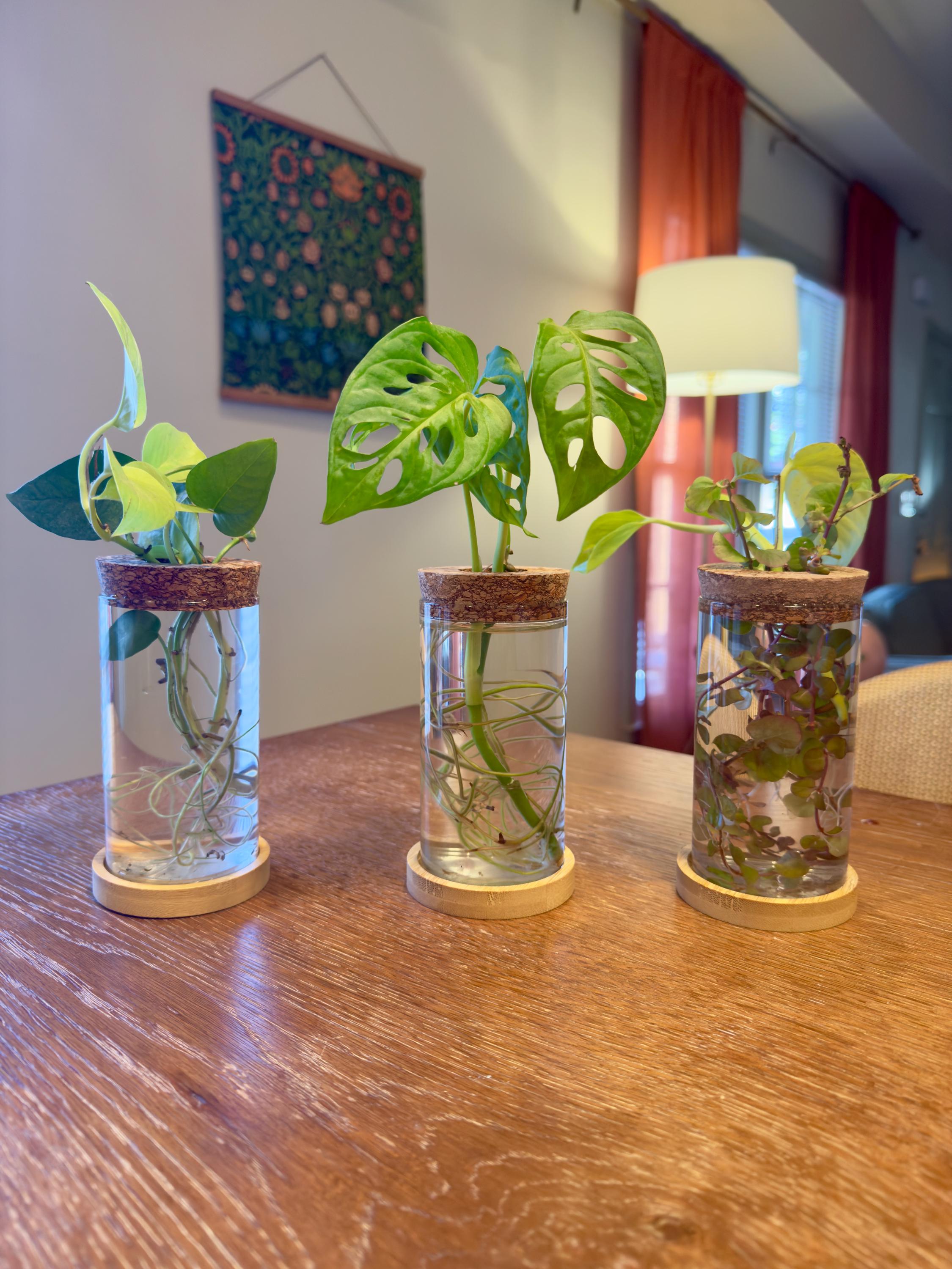 Propagation Jar Hydroponic Vase With Cork Lid – Modern Plant Terrarium ...