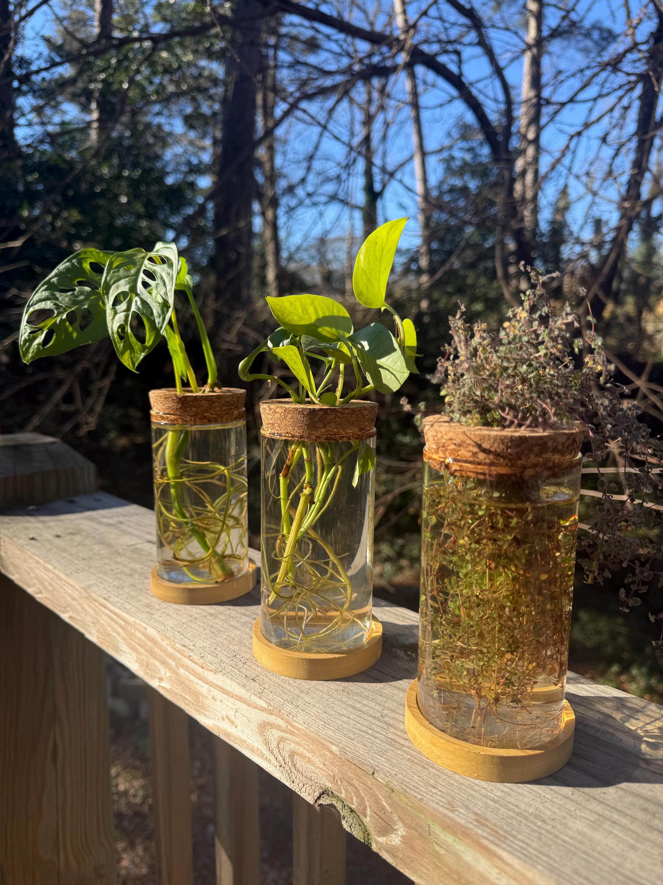 Propagation Jar Hydroponic Vase With Cork Lid – Modern Plant Terrarium ...