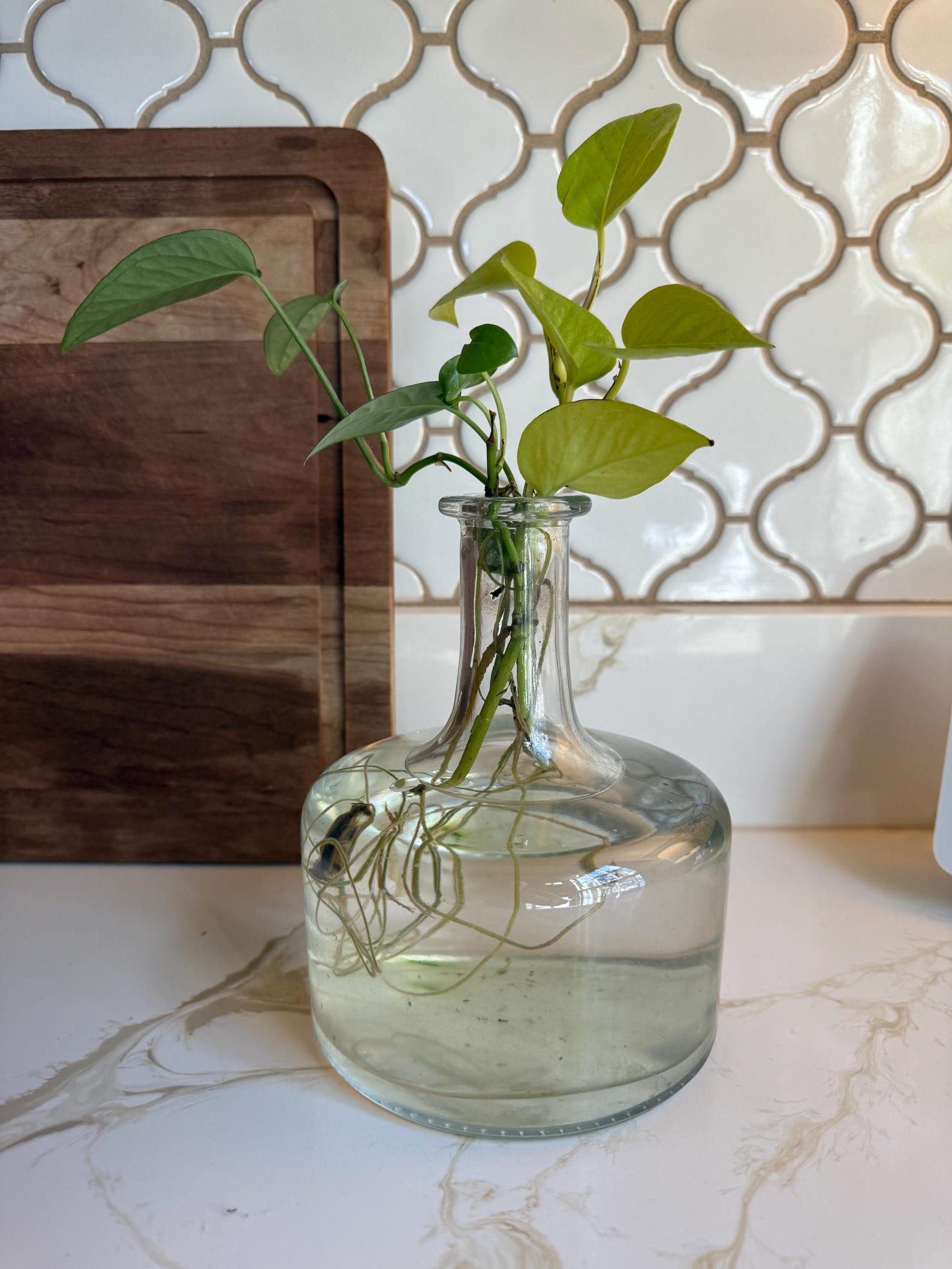 Eco-friendly Recycled Glass Hydroponic Propagation Vase – Customizable ...