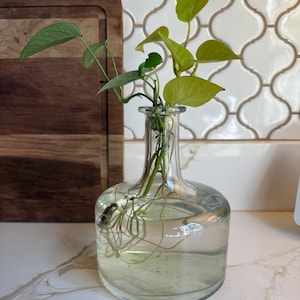 Eco-friendly Recycled Glass Hydroponic Propagation Vase – Customizable ...