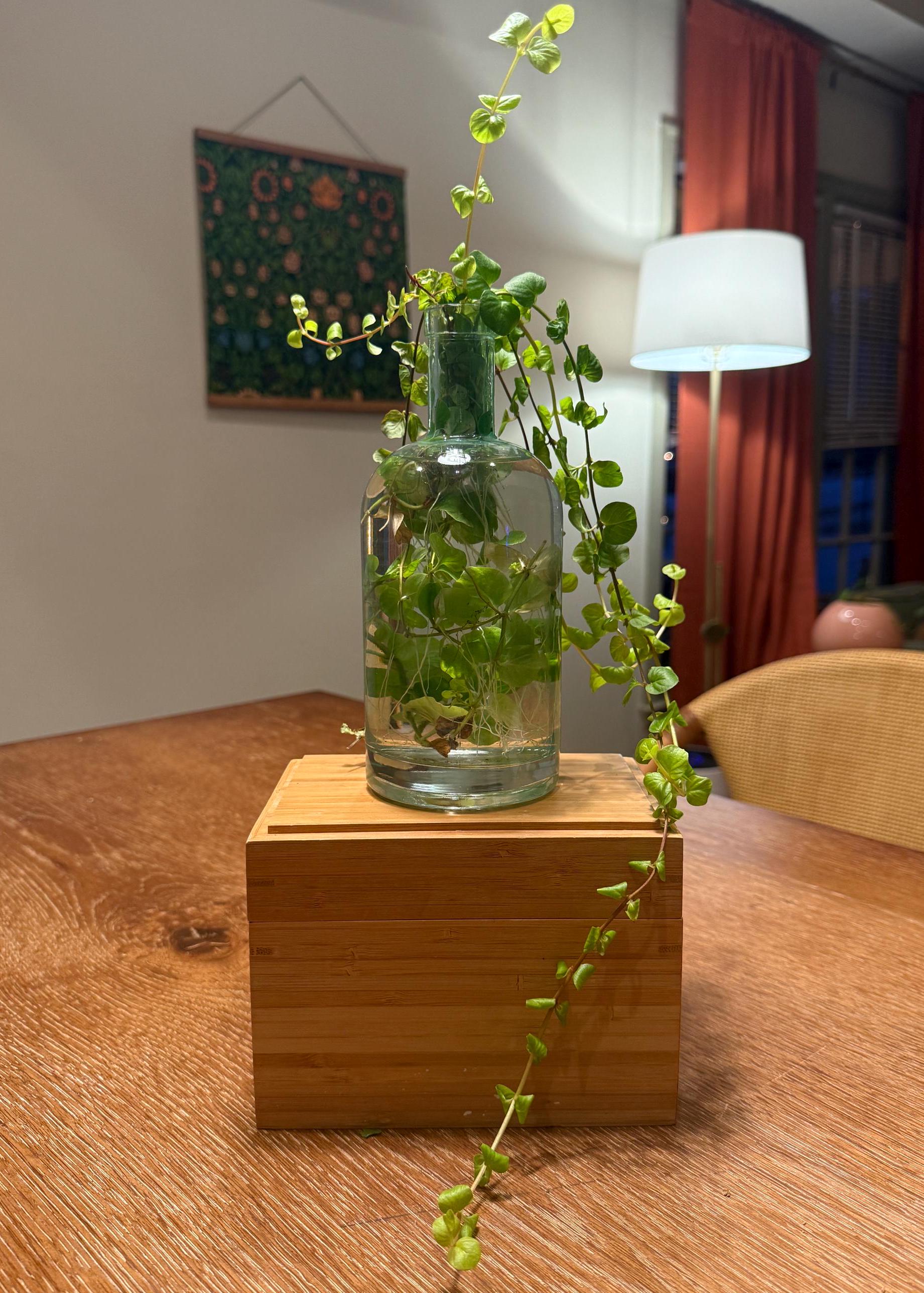 Eco-friendly Recycled Glass Hydroponic Propagation Vase – Customizable ...