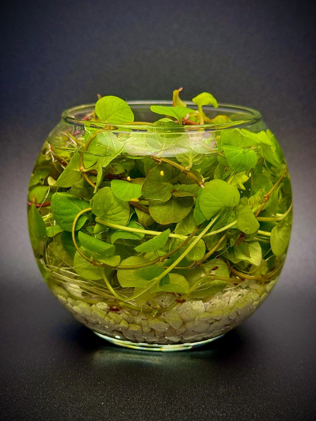Glass Terrarium Vase: Hydroponic Water Garden - Etsy