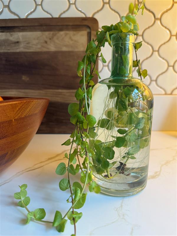 Eco-friendly Recycled Glass Hydroponic Propagation Vase – Customizable ...