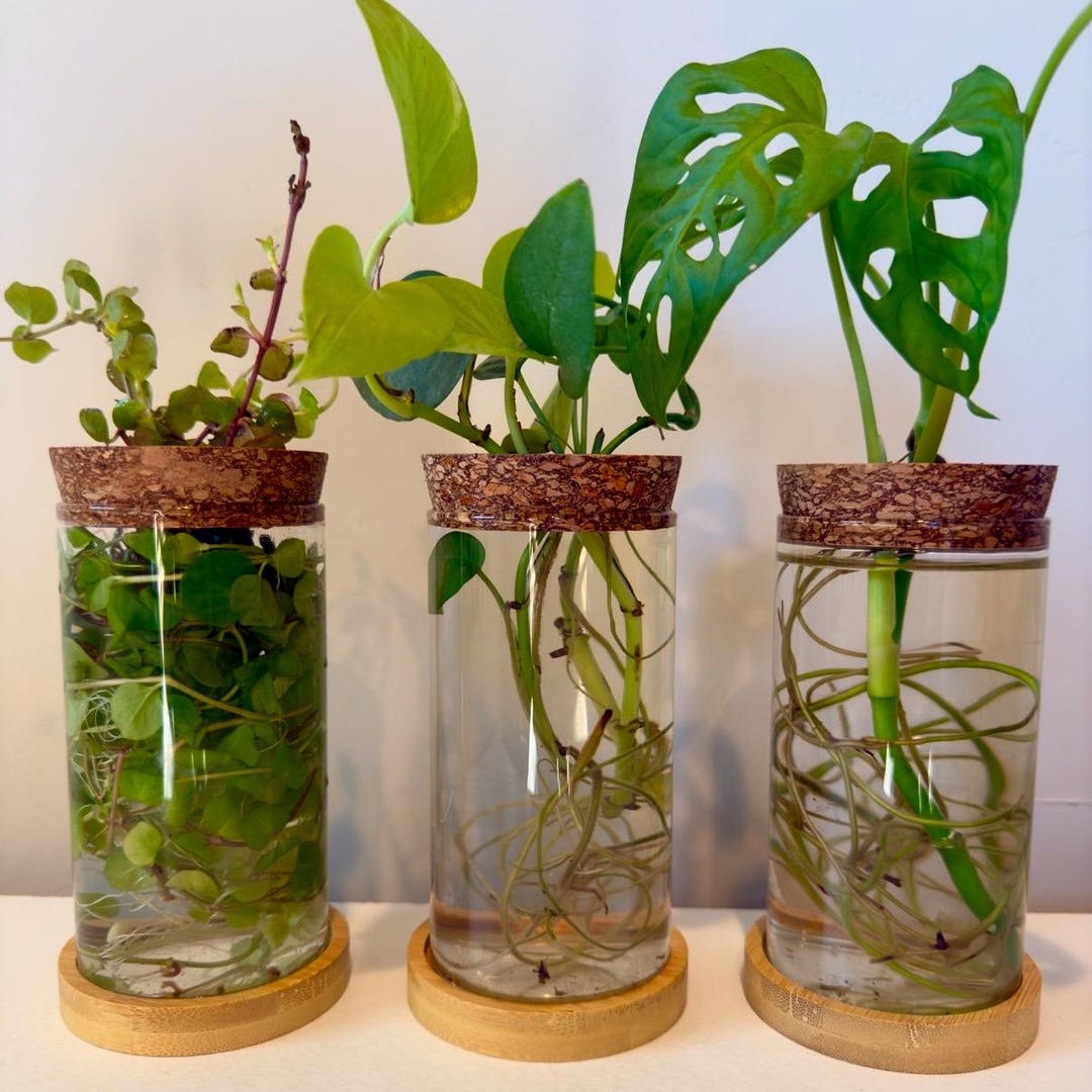 Propagation Jar Hydroponic Vase With Cork Lid – Modern Plant Terrarium ...