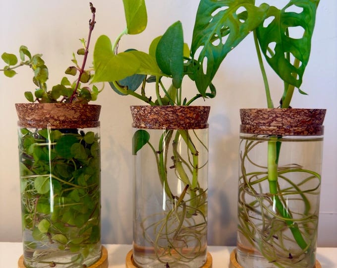 Propagation Jar Hydroponic Vase With Cork Lid – Modern Plant Terrarium ...