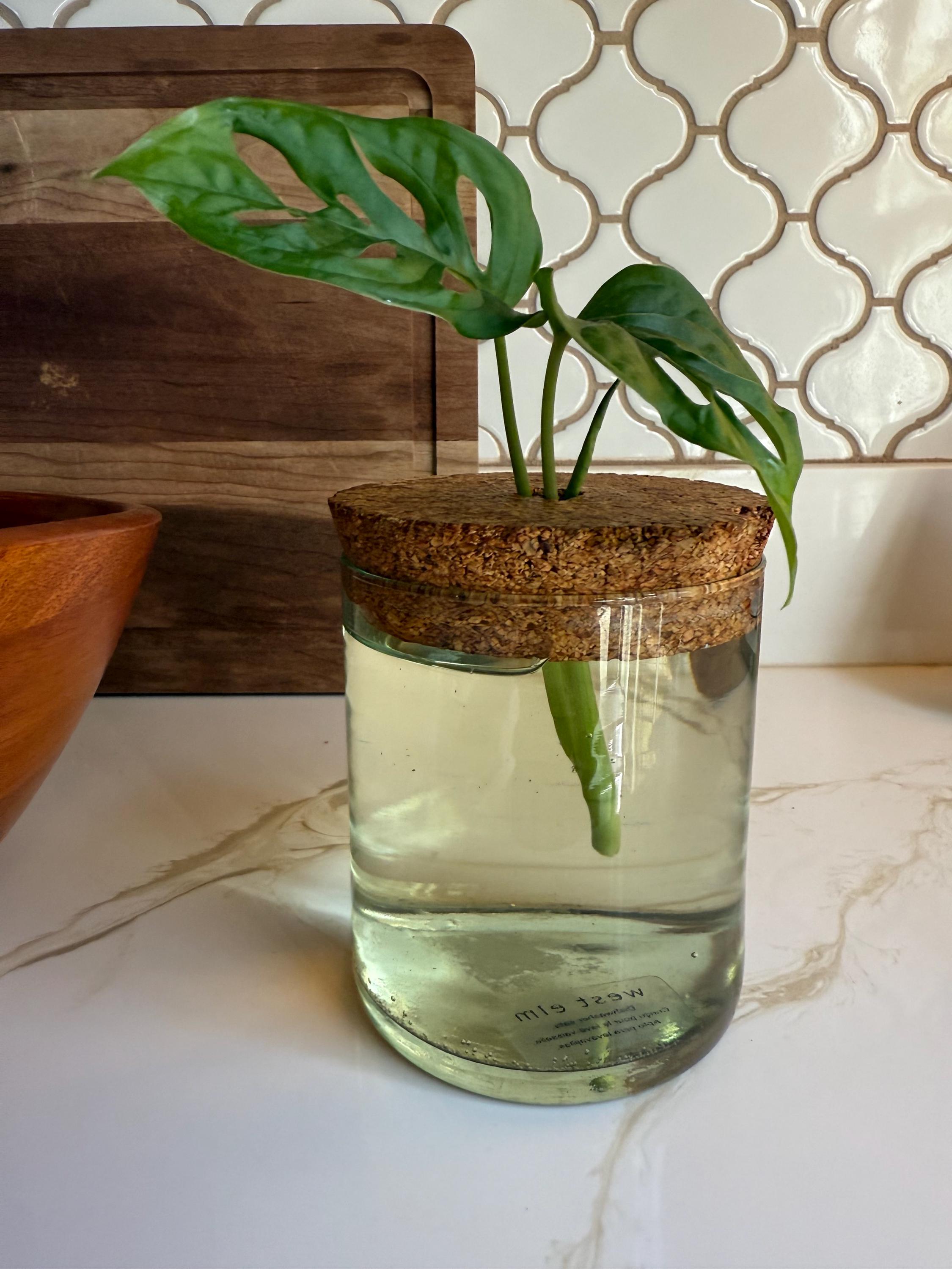 Eco-friendly Recycled Glass Hydroponic Propagation Vase – Customizable ...