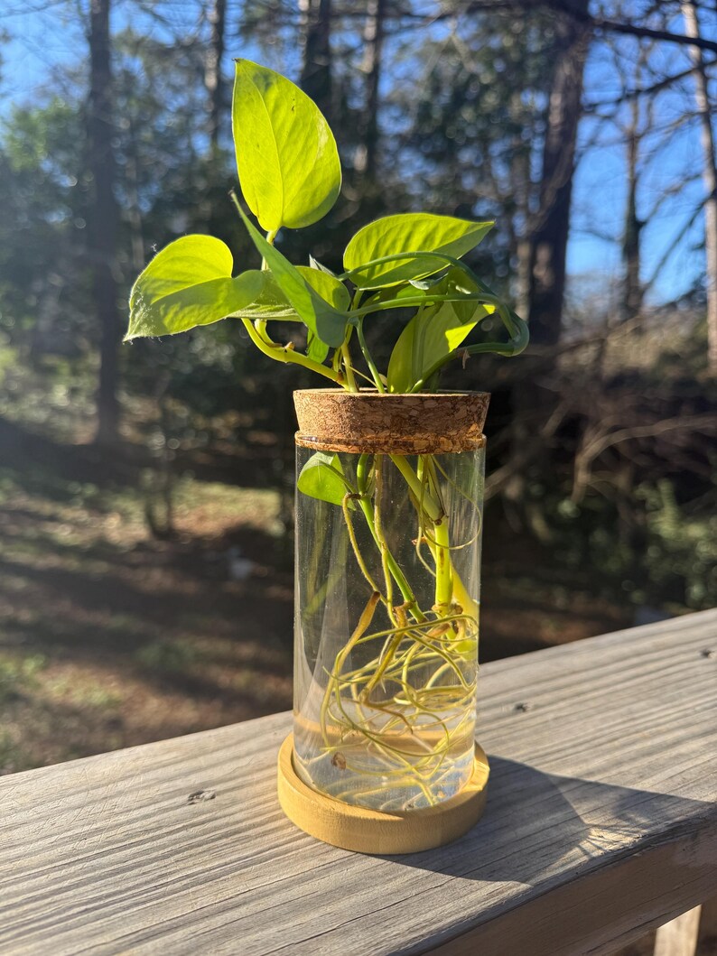 Propagation Jar Hydroponic Vase With Cork Lid – Modern Plant Terrarium ...