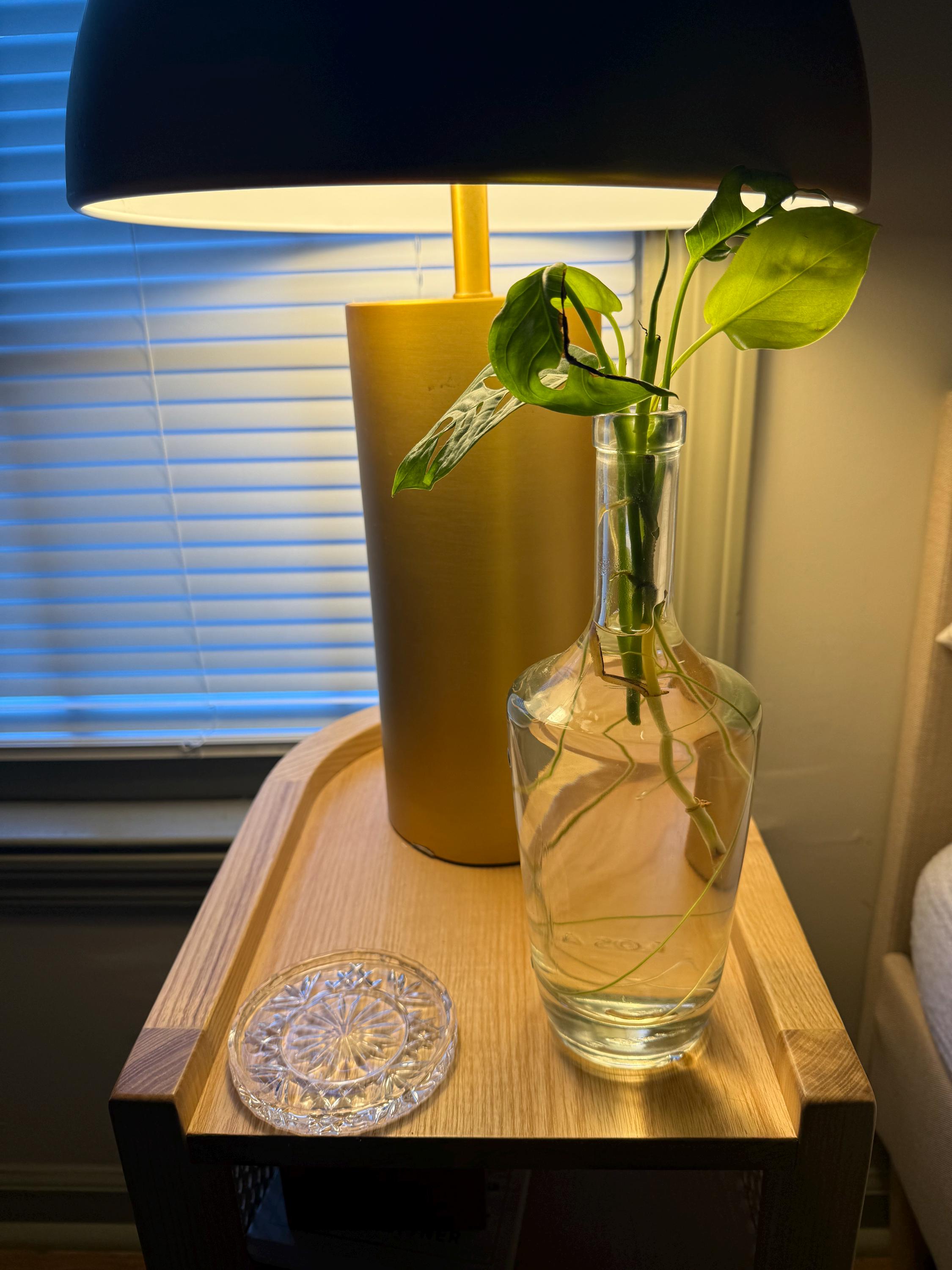 Eco-friendly Recycled Glass Hydroponic Propagation Vase – Customizable ...