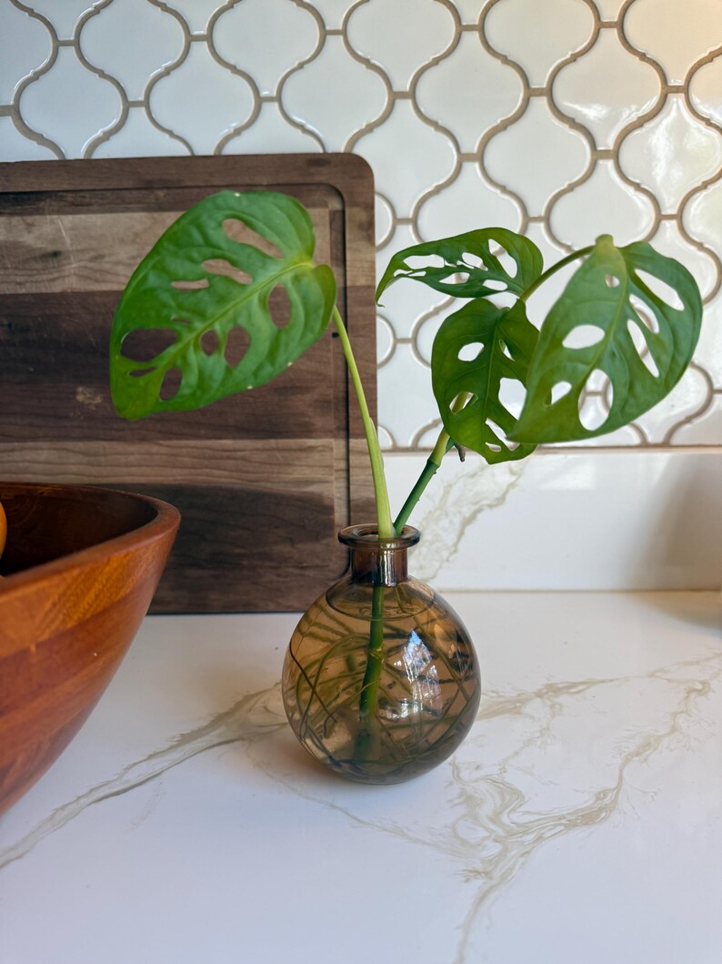 Eco-friendly Recycled Glass Hydroponic Propagation Vase – Customizable ...
