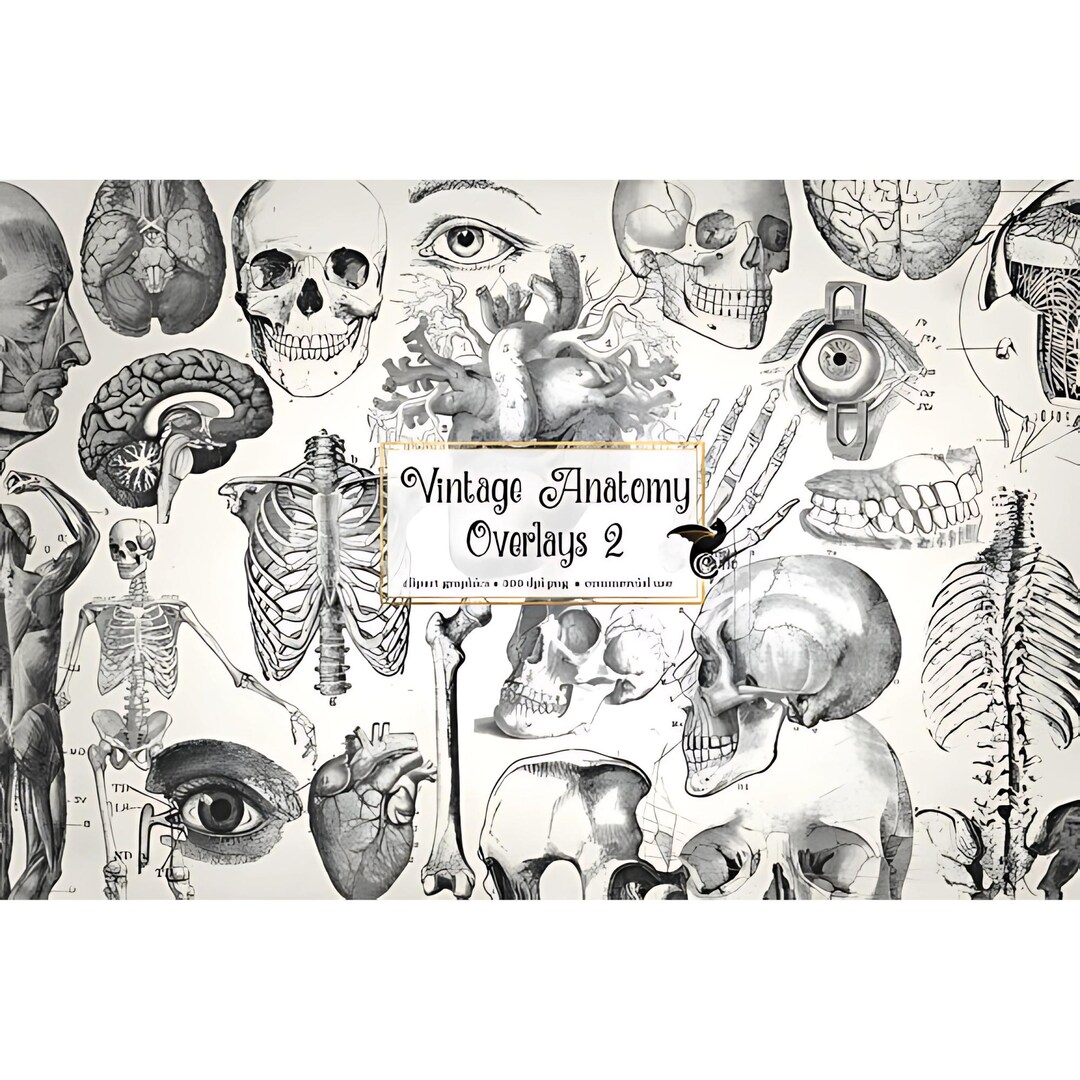28 Antique Anatomy Overlays, Medical Graphics, Anatomy Clipart Set ...