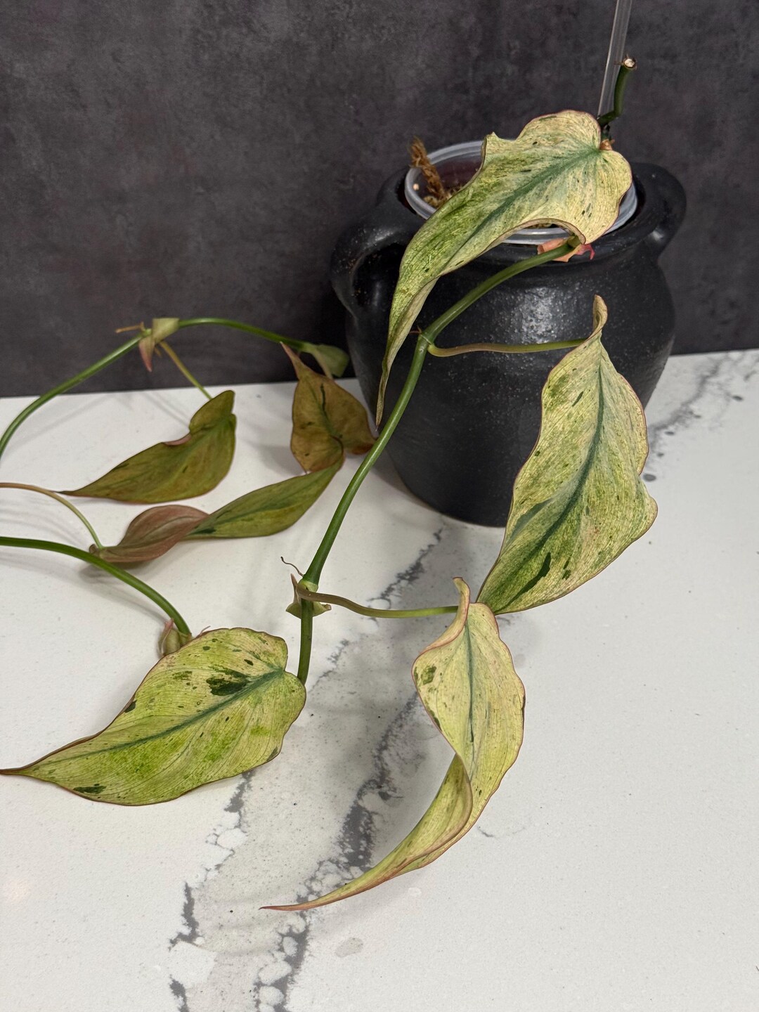 Philodendron Micans Mint Variegated - Etsy