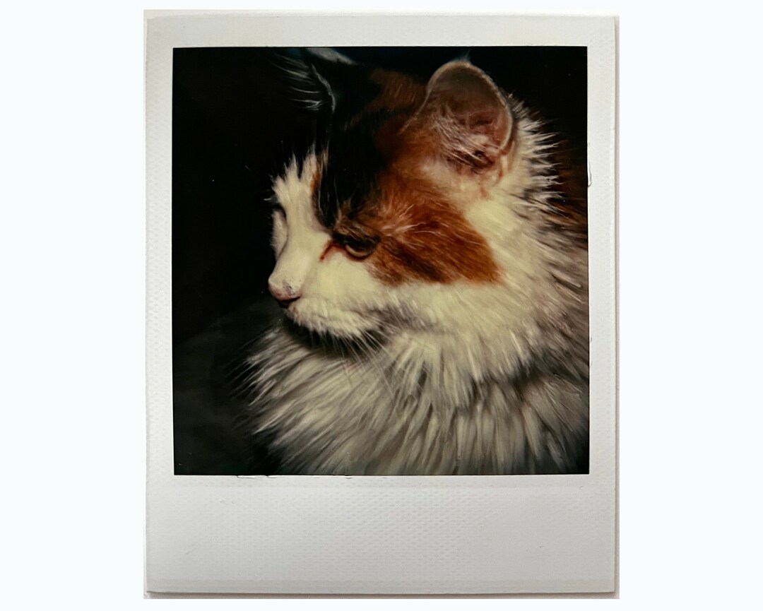 Vintage Altered POLAROID Calico Cat Photograph - Etsy