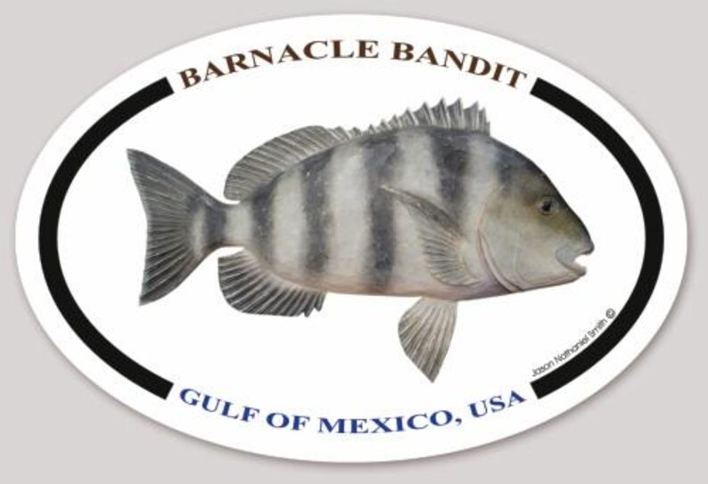 Sheepshead Barnacle Bandit Sticker - Etsy